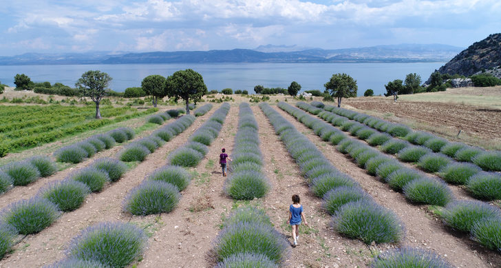 Yükselen trend; “Tıbbi ve Aromatik Bitkiler Yetiştiriciliği” | winally.com